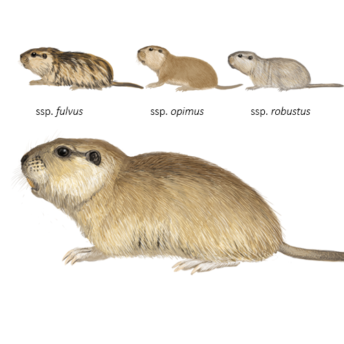 Tuco tuco de Atacama | Museo Ediciones