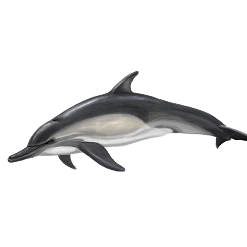 Delfín común costero | Museo Ediciones