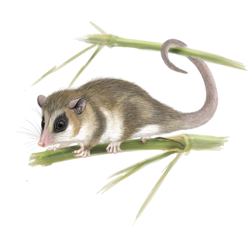Microbiotheriidae archivos | Museo Ediciones