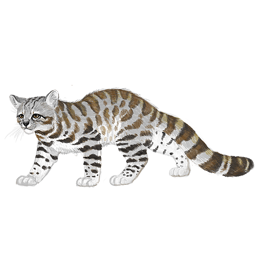 Gato andino | Museo Ediciones