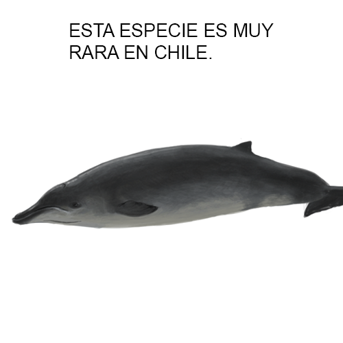Ballena picuda del Perú | Museo Ediciones