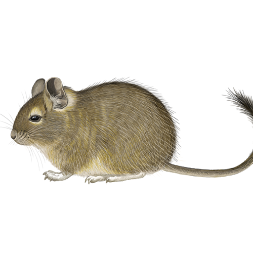 Degú | Museo Ediciones