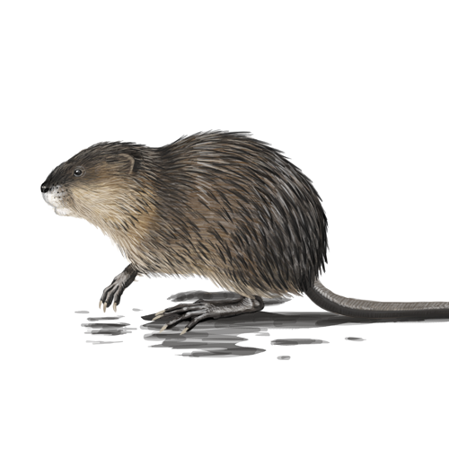 Rata almizclera | Museo Ediciones