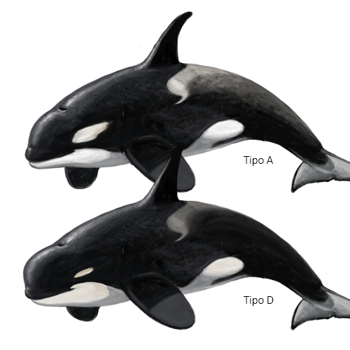Orca | Museo Ediciones