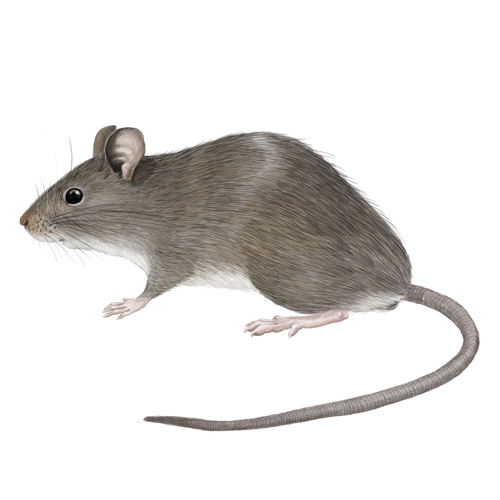 Rata | Museo Ediciones