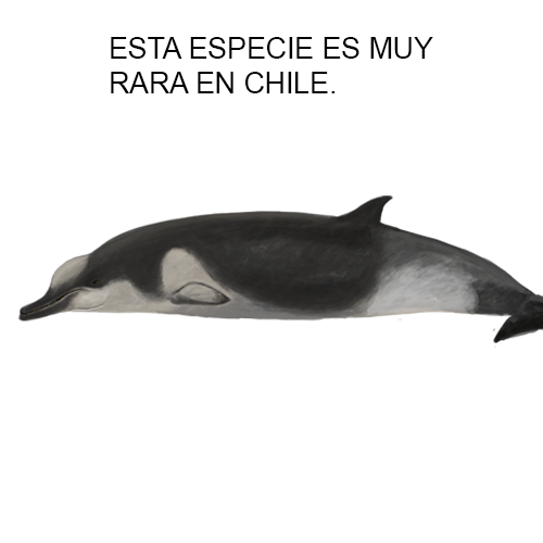 Ballena picuda de Shepherd | Museo Ediciones