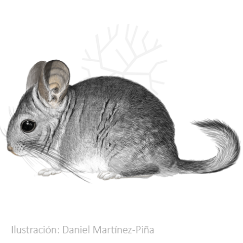 Chinchilla chilena | Museo Ediciones, biblioteca gráfica de la fauna ...
