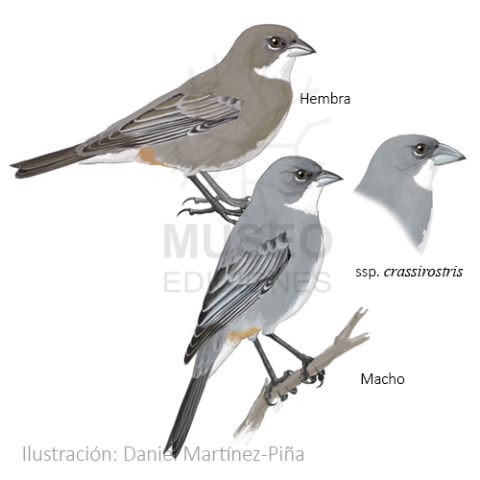 Diuca | Museo Ediciones, biblioteca gráfica de la fauna Chilena